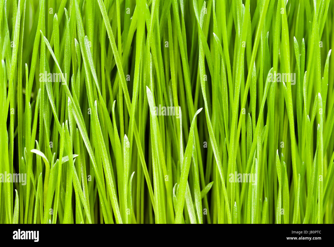 green spring grow meadow grass lawn backdrop background fresh texture ...