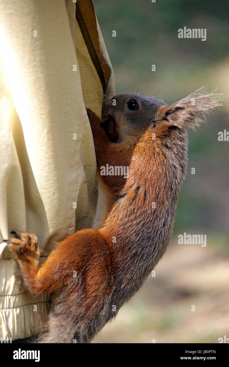 robbery squirrel adorable furry nimble theif thief predator bandit ...