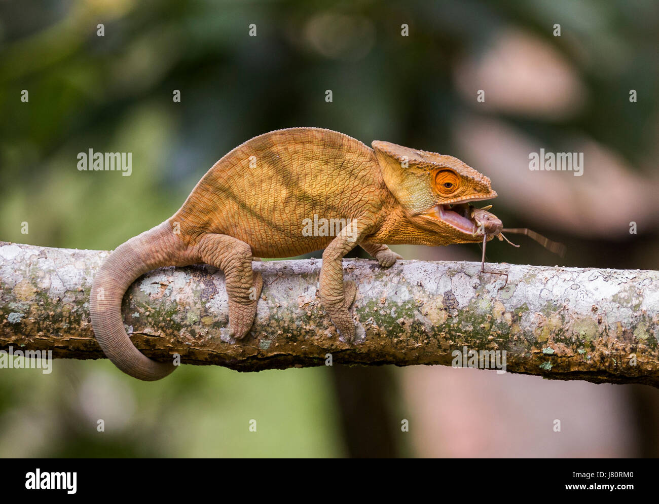 Chameleon is eating insect. Close-up. Madagascar Stock Photo - Alamy