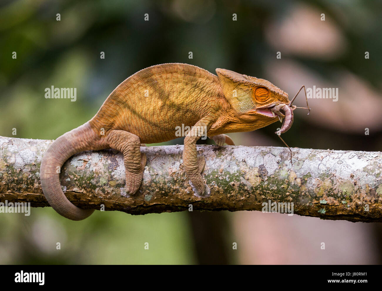 Chameleon is eating insect. Close-up. Madagascar Stock Photo - Alamy