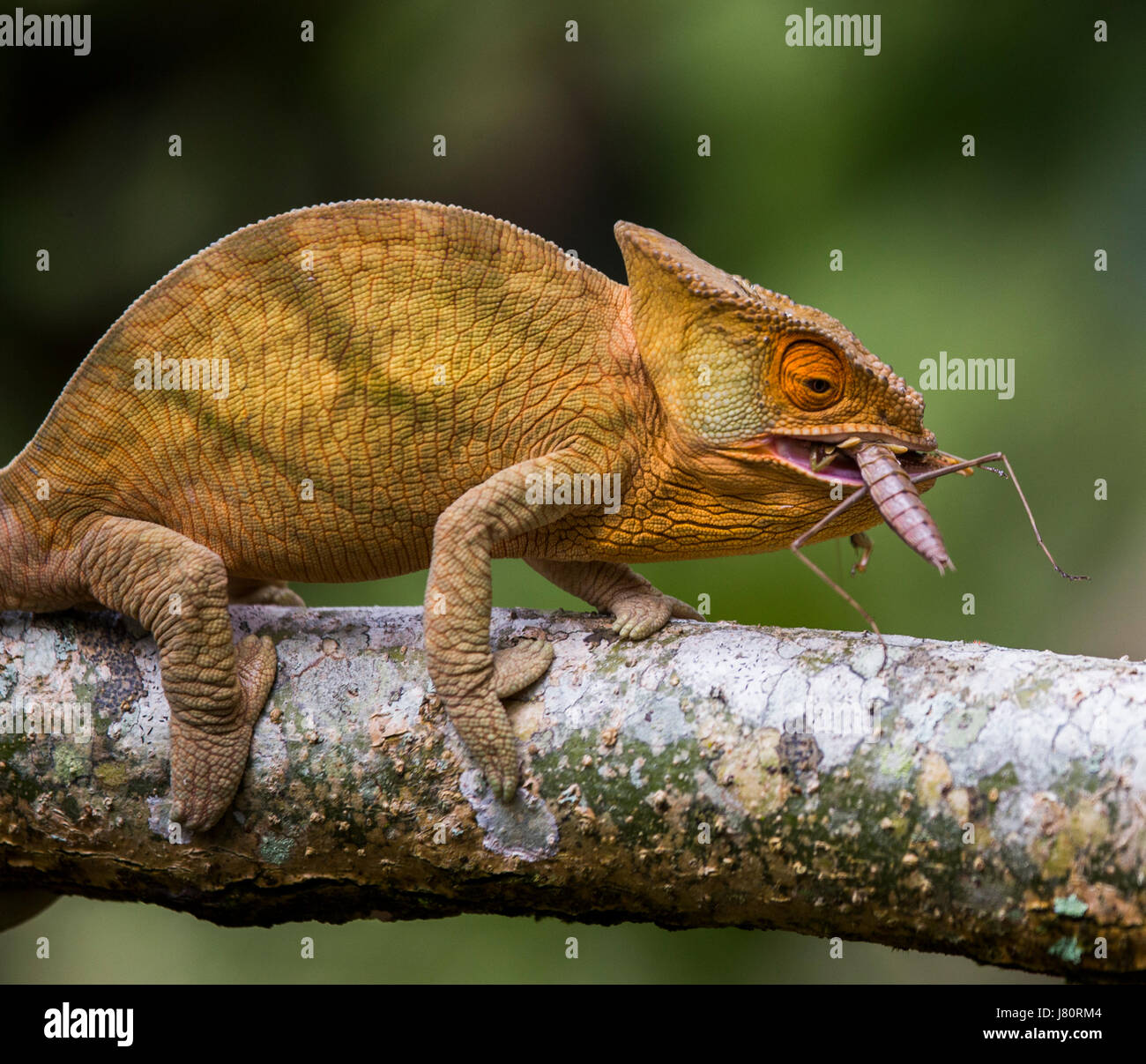 Chameleon eating insect. Close-up. Madagascar Stock Photo - Alamy