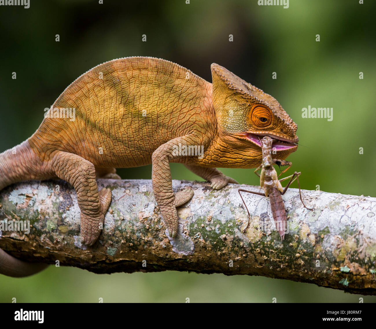 Chameleon is eating insect. Close-up. Madagascar Stock Photo - Alamy