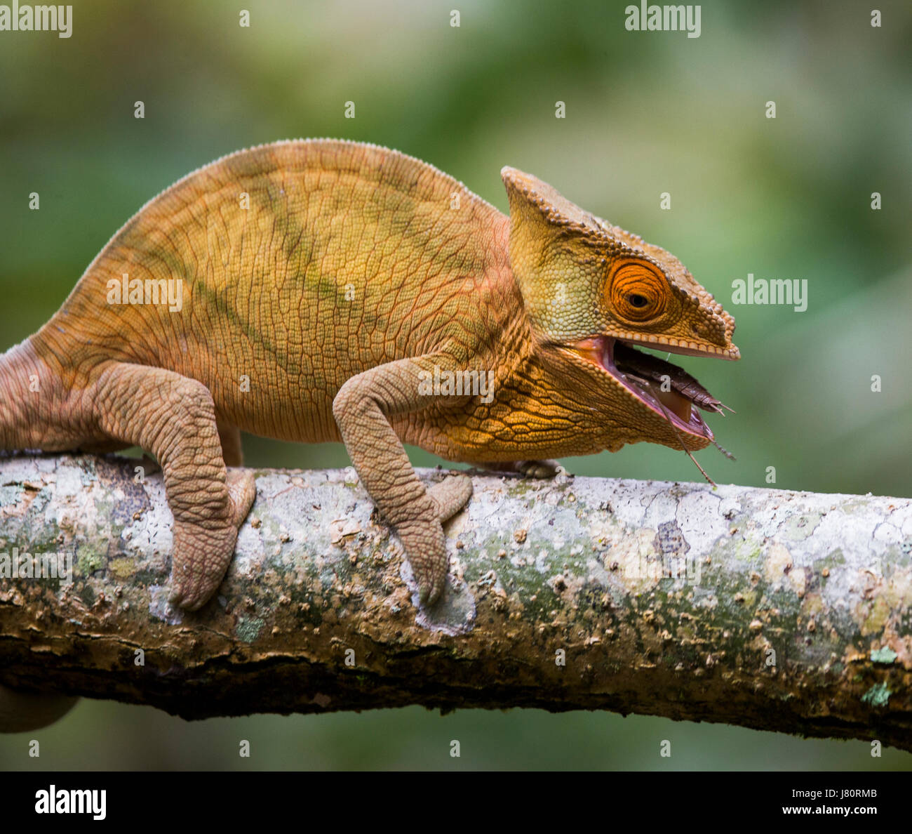 Chameleon is eating insect. Close-up. Madagascar Stock Photo - Alamy