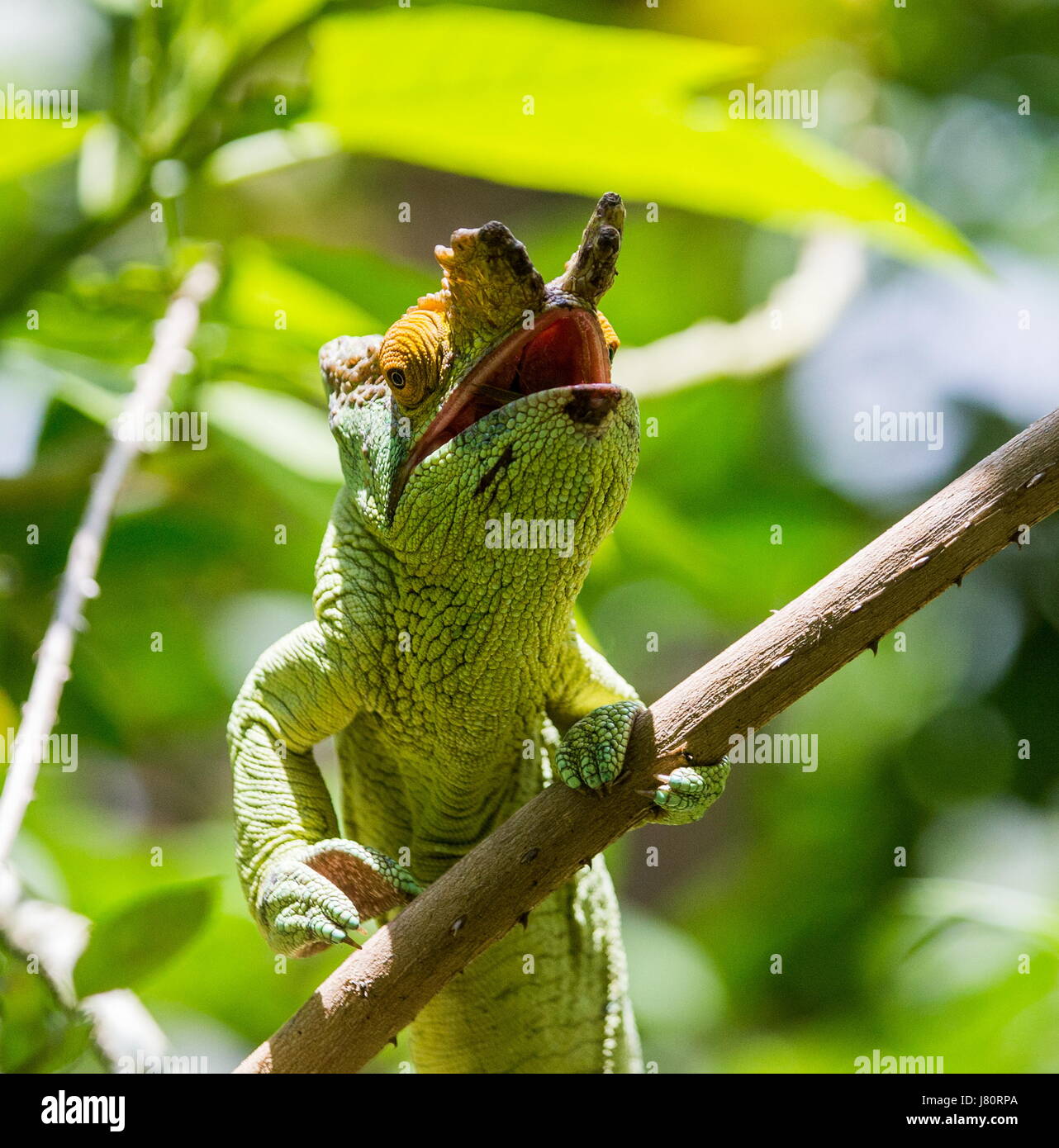 Chameleon is eating insect. Close-up. Madagascar Stock Photo - Alamy