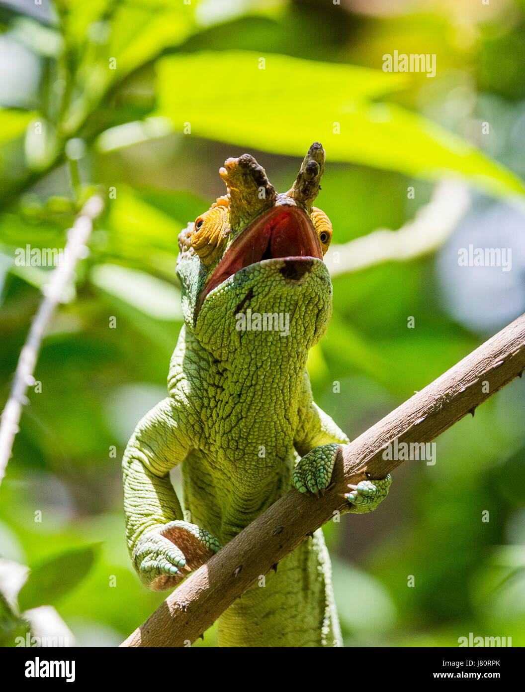 Chameleon is eating insect. Close-up. Madagascar Stock Photo - Alamy