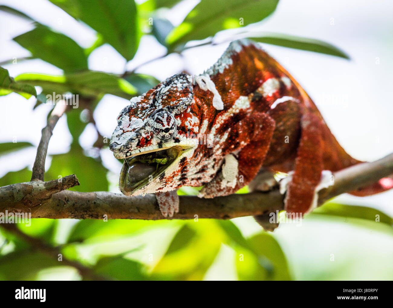 Chameleon is eating insect. Close-up. Madagascar Stock Photo - Alamy