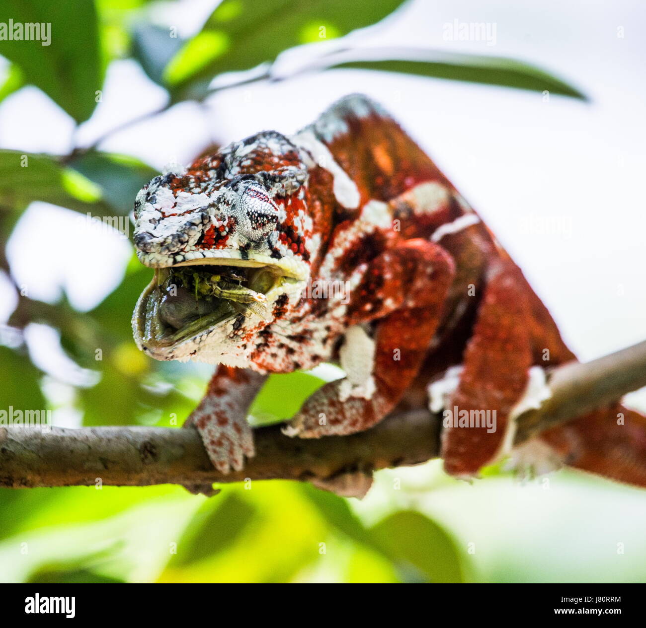 Chameleon is eating insect. Close-up. Madagascar Stock Photo - Alamy