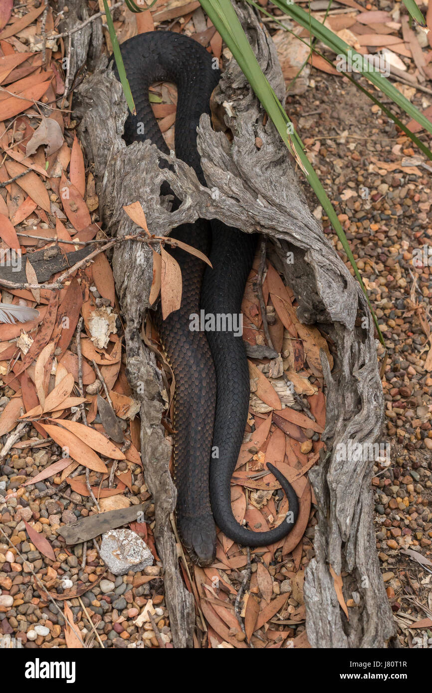 Lowland copperhead (Austrelaps superbus), a venomous snake native to ...