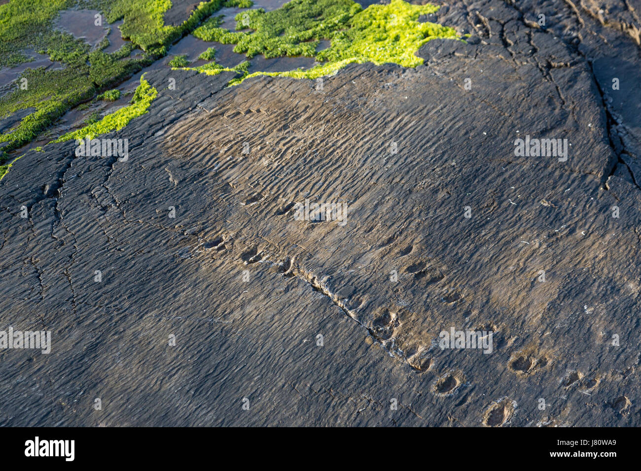 Early Tetrapod trackway, Valentia Island, County Kerry Ireland Stock ...