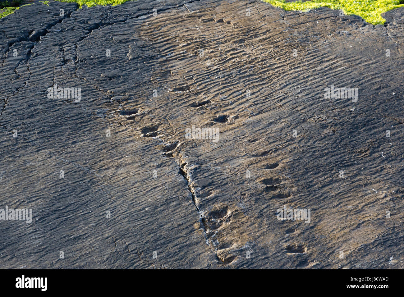 Early Tetrapod trackway, Valentia Island, County Kerry Ireland Stock ...