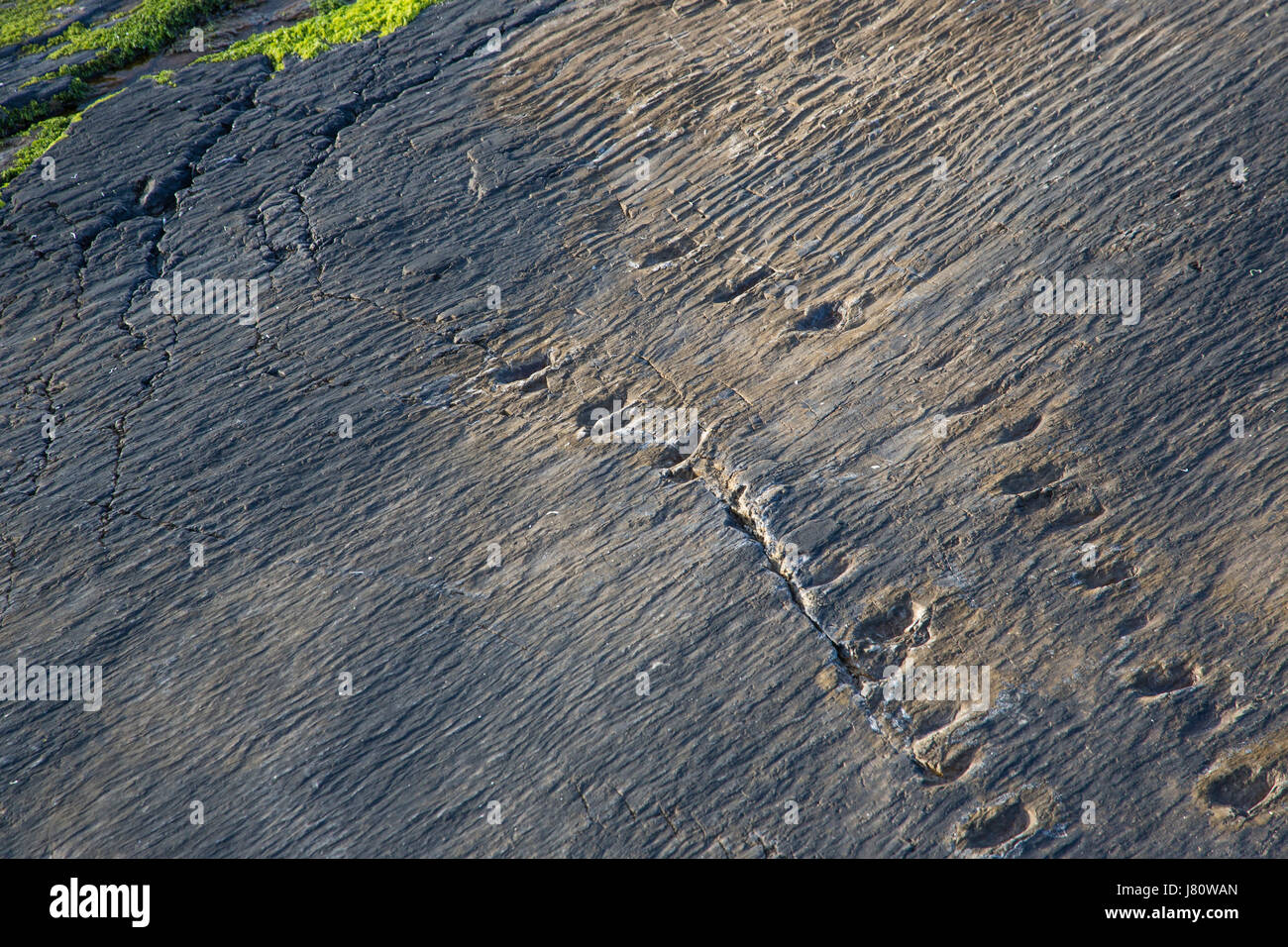 Early Tetrapod trackway, Valentia Island, County Kerry Ireland Stock ...