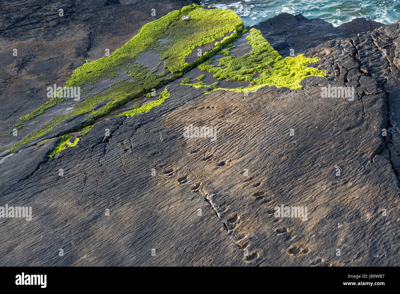 Early Tetrapod trackway, Valentia Island, County Kerry Ireland Stock ...