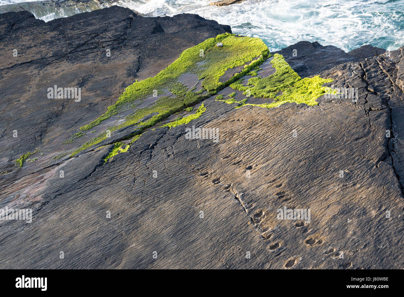 Early Tetrapod trackway, Valentia Island, County Kerry Ireland Stock ...
