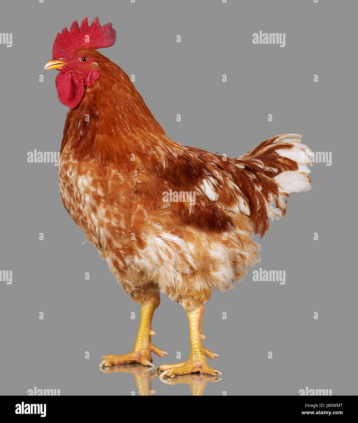 Brown rooster on gray background, live chicken, one closeup farm animal ...