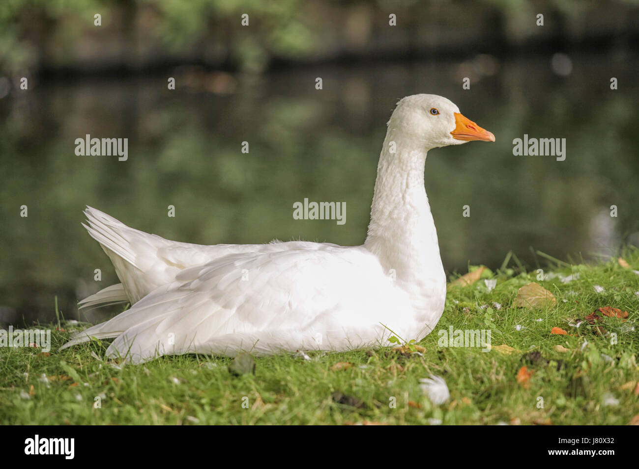 Domestic white goose standing Stock Photo - Alamy