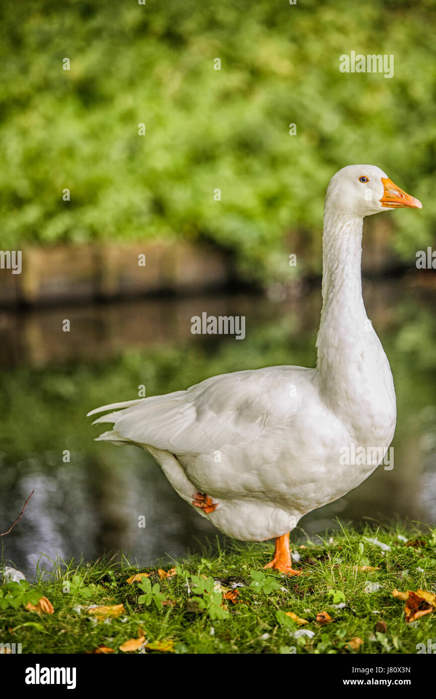 Domestic white goose standing Stock Photo - Alamy