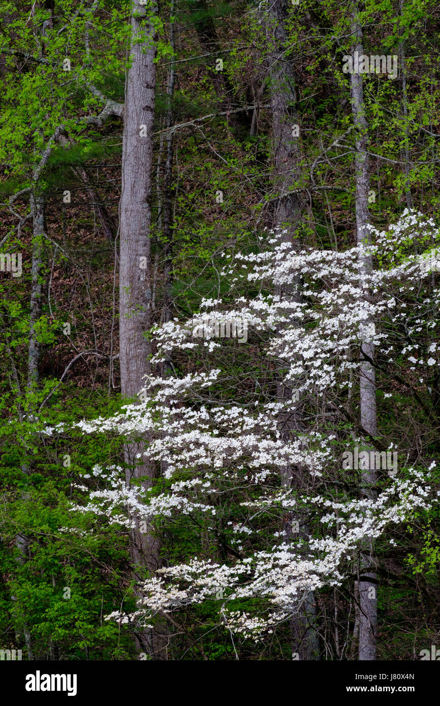 Dogwood blooms in spring, Great Smoky Mountains Stock Photo - Alamy