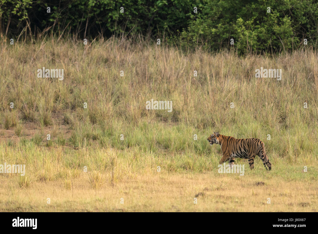 Tiger walking in Grass Stock Photo - Alamy