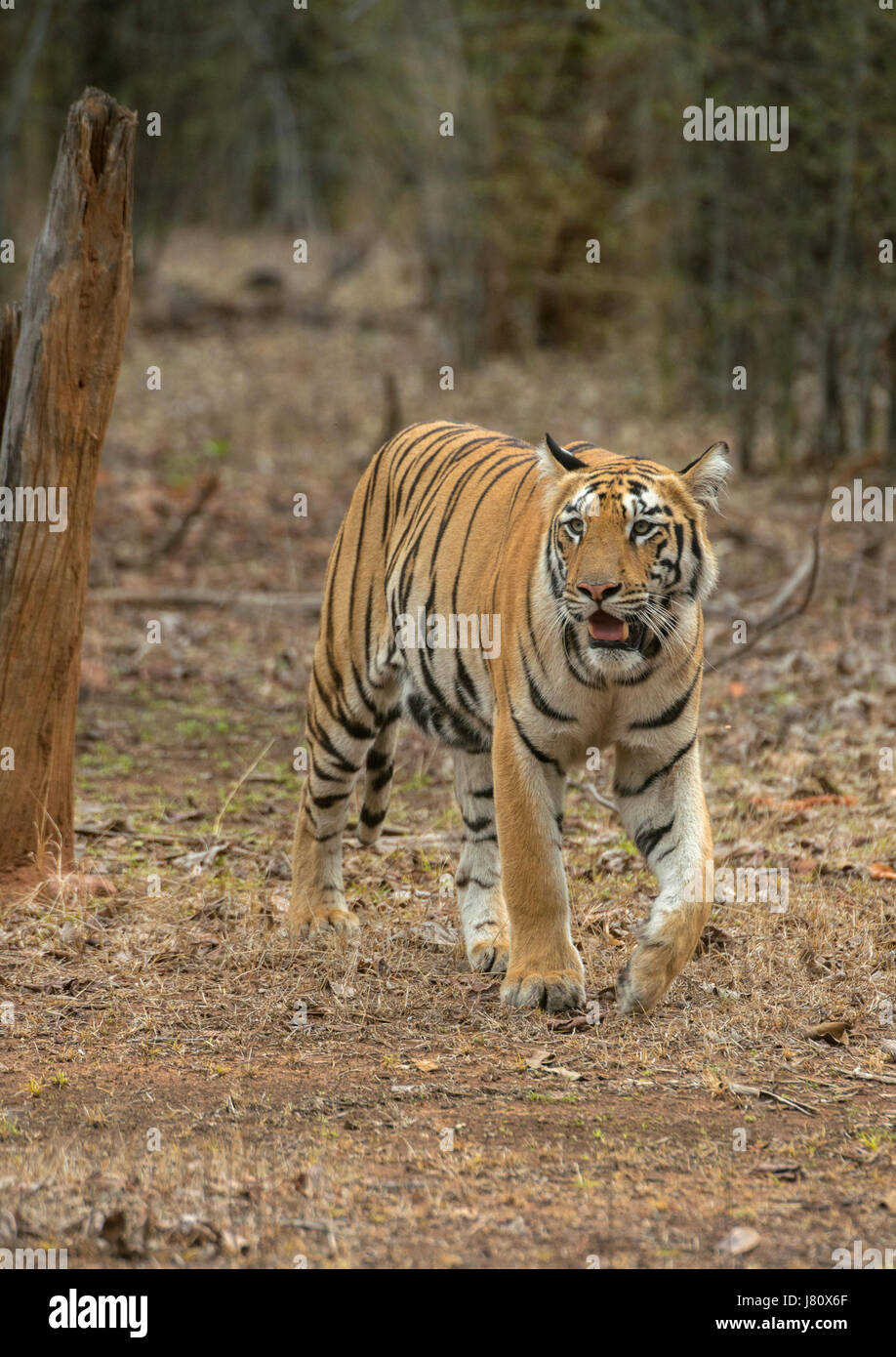 Tiger in monsoon forest hi-res stock photography and images - Alamy