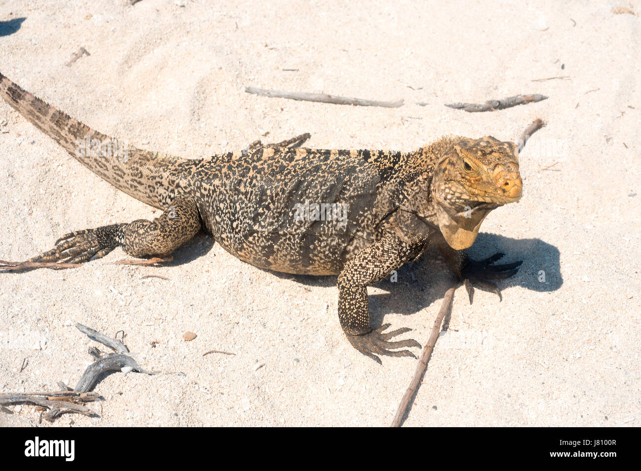 Cuban iguana cyclura nubila hi-res stock photography and images - Alamy