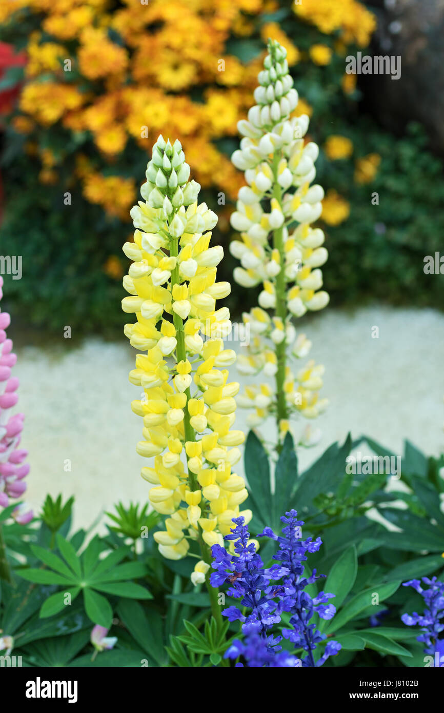 Colorful lupin fields hi-res stock photography and images - Alamy