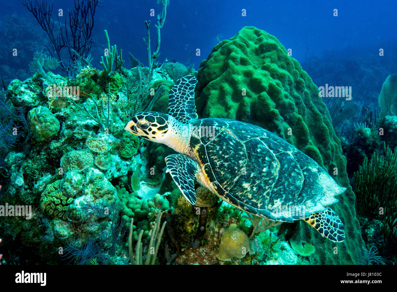 A Hawksbill turtle cruises the waters of the Queen's Gardens, Cuba ...