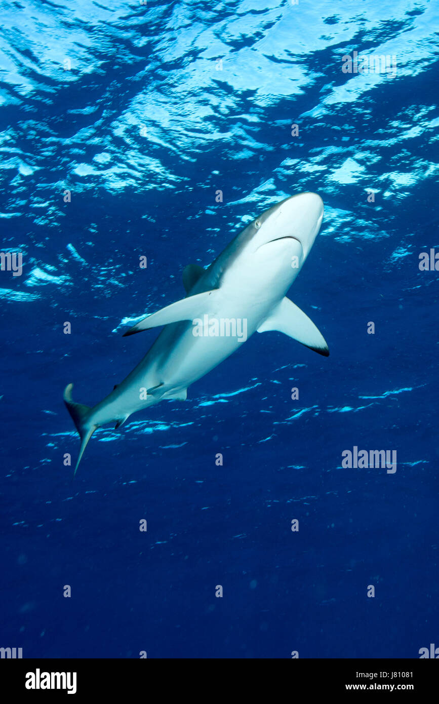 Silky Shark in the Queen's Gardens, Cuba Stock Photo - Alamy
