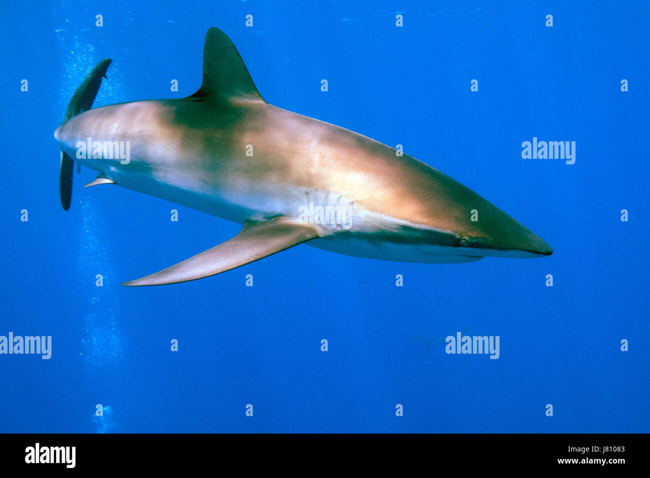 Silky Shark in the Queen's Gardens, Cuba Stock Photo - Alamy