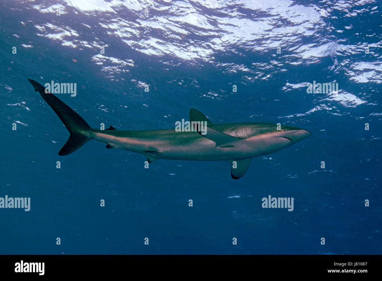 Silky Shark in the Queen's Gardens, Cuba Stock Photo - Alamy