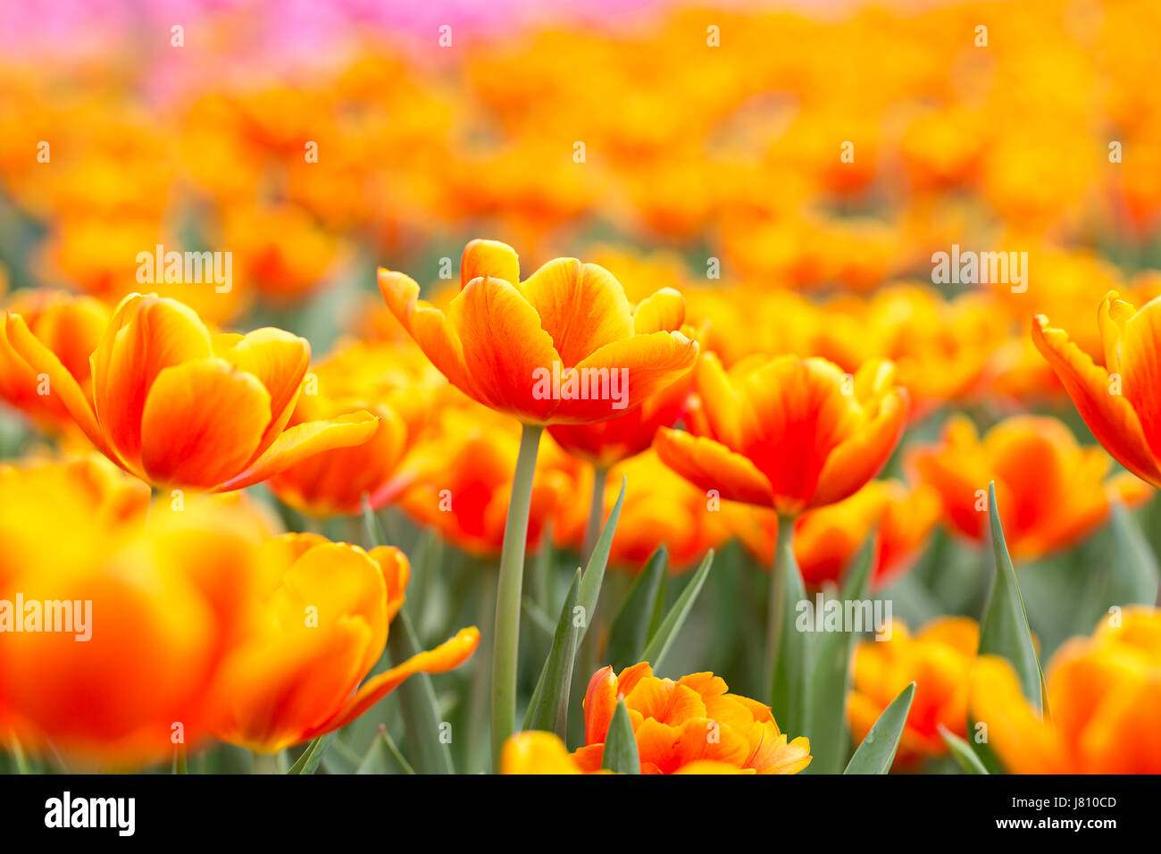 Orange tulips in the spring sunshine Stock Photo - Alamy