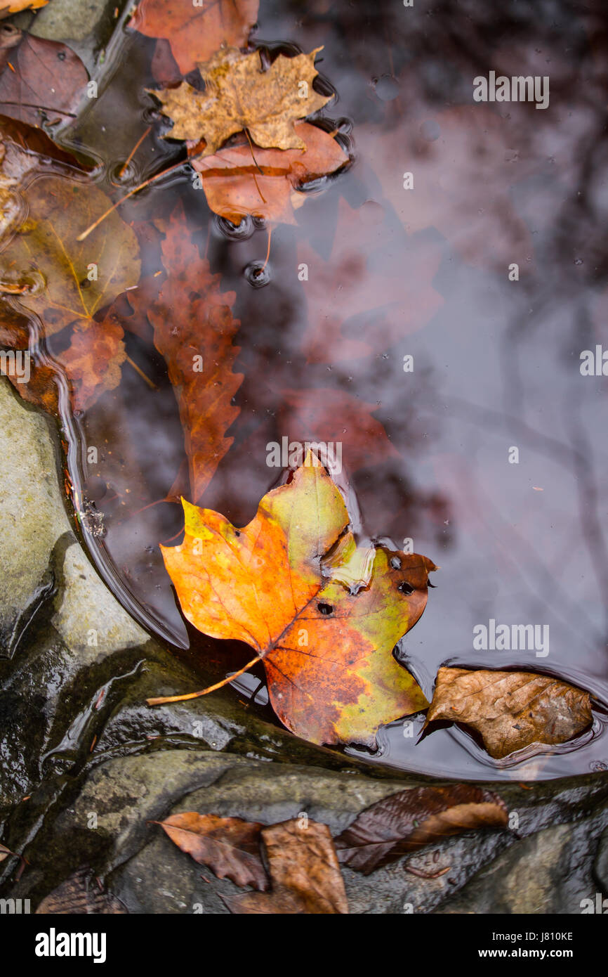 Detail of Autumn leaves and trees reflected into a pool of water rimmed ...
