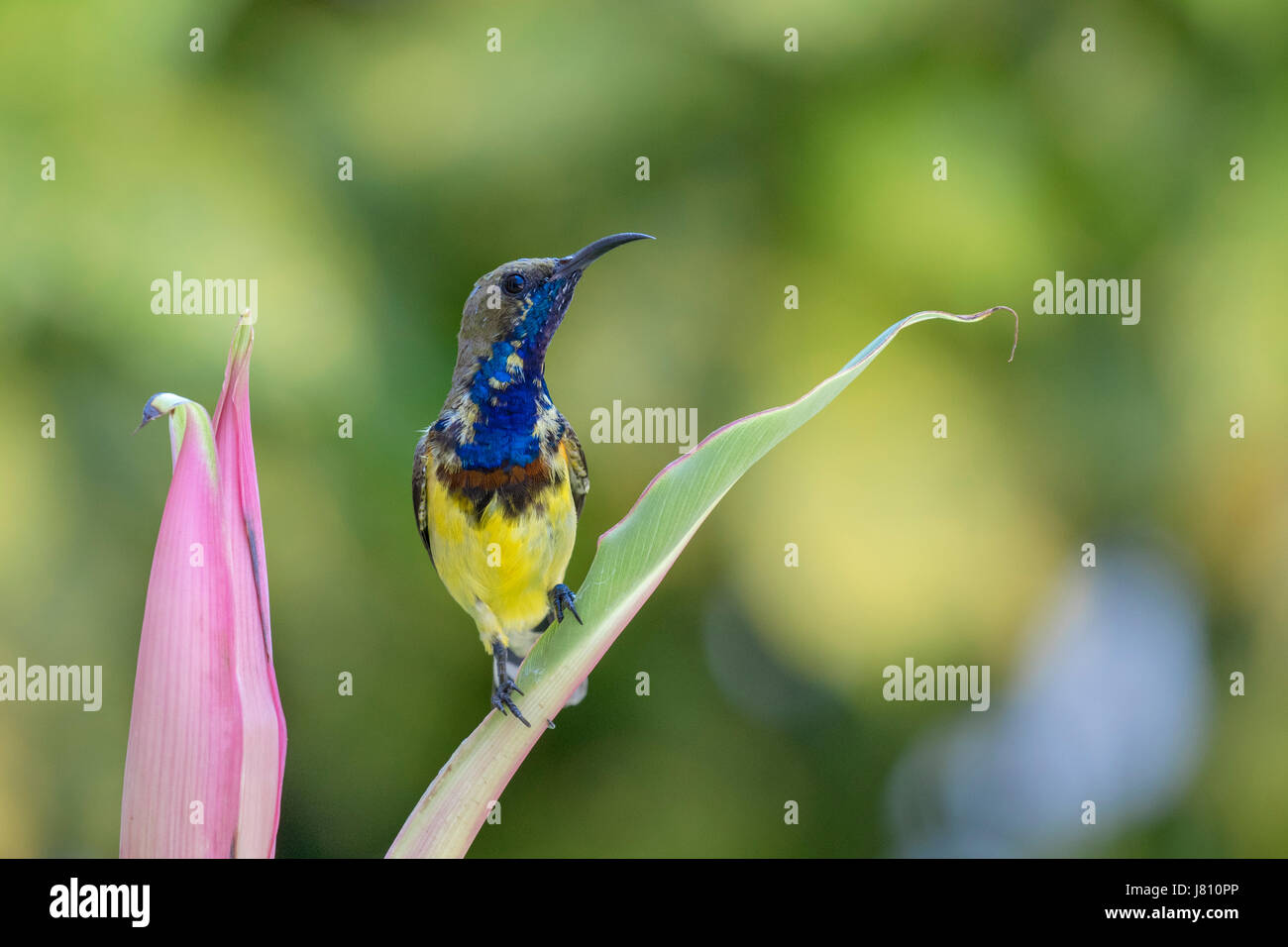 Olive backed sunbird hi-res stock photography and images - Alamy