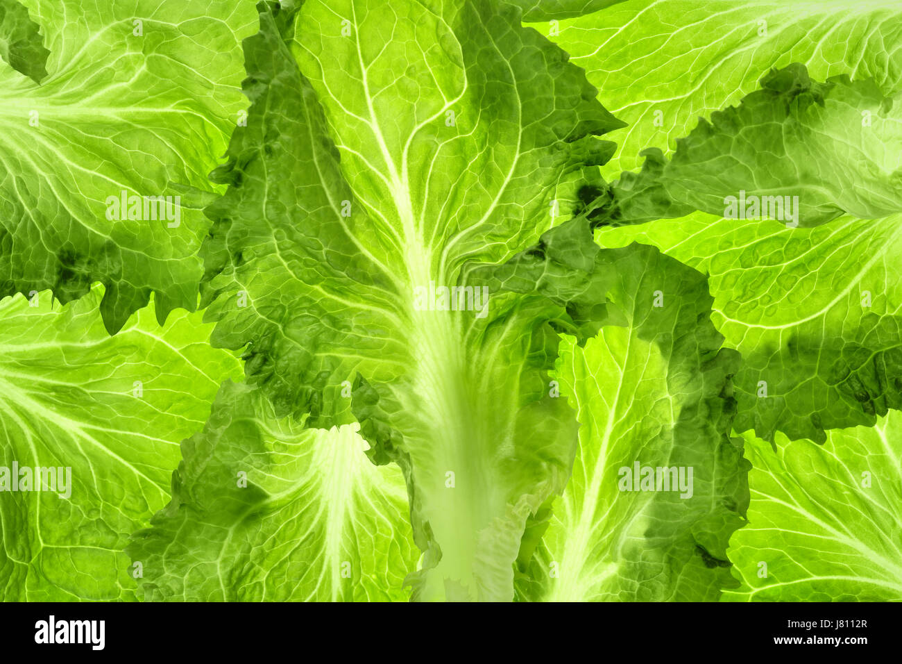 Lettuce texture hi-res stock photography and images - Alamy