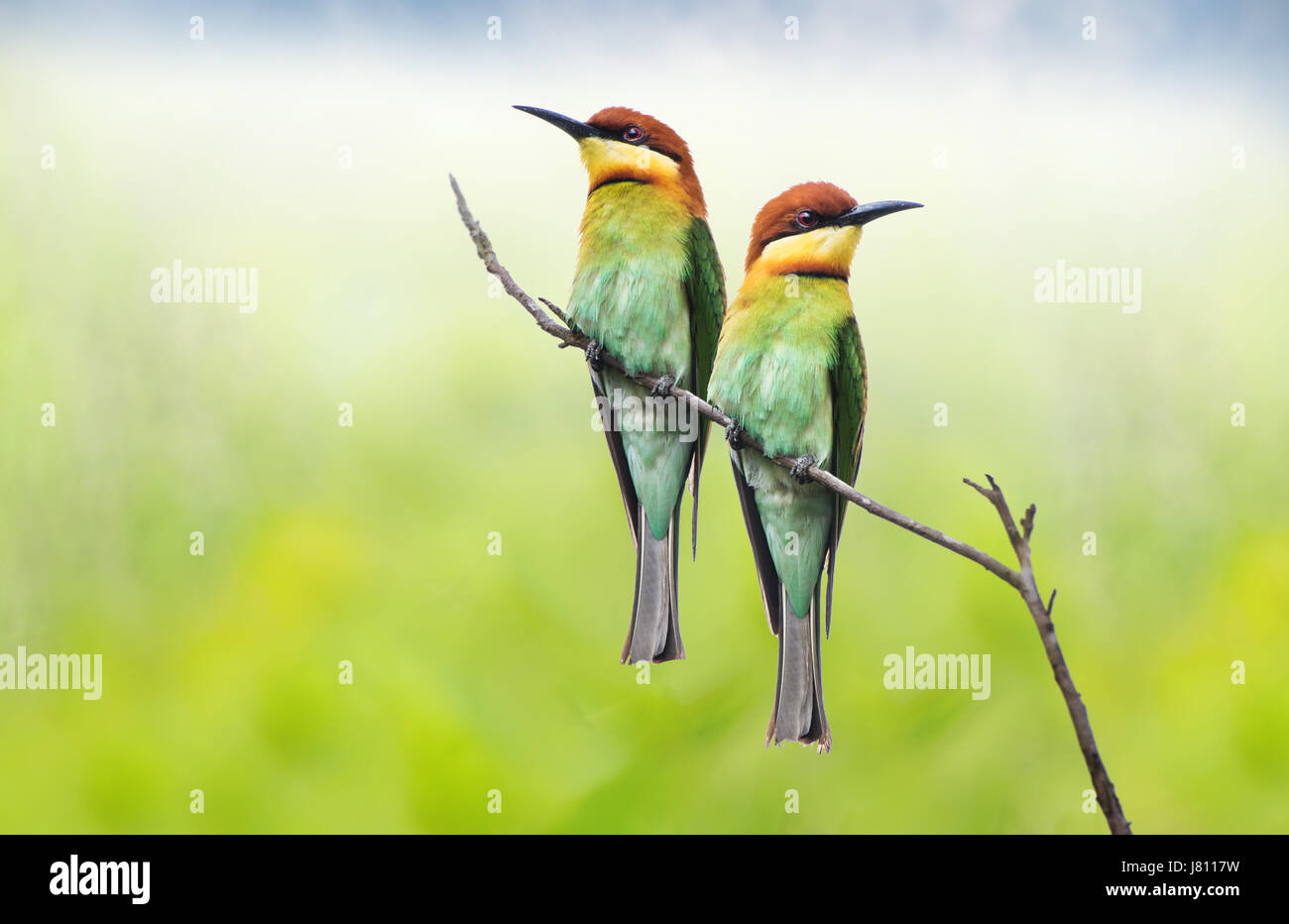 Chestnut-headed bee-eater, bay-headed bee-eater, Merops leschenaulti ...