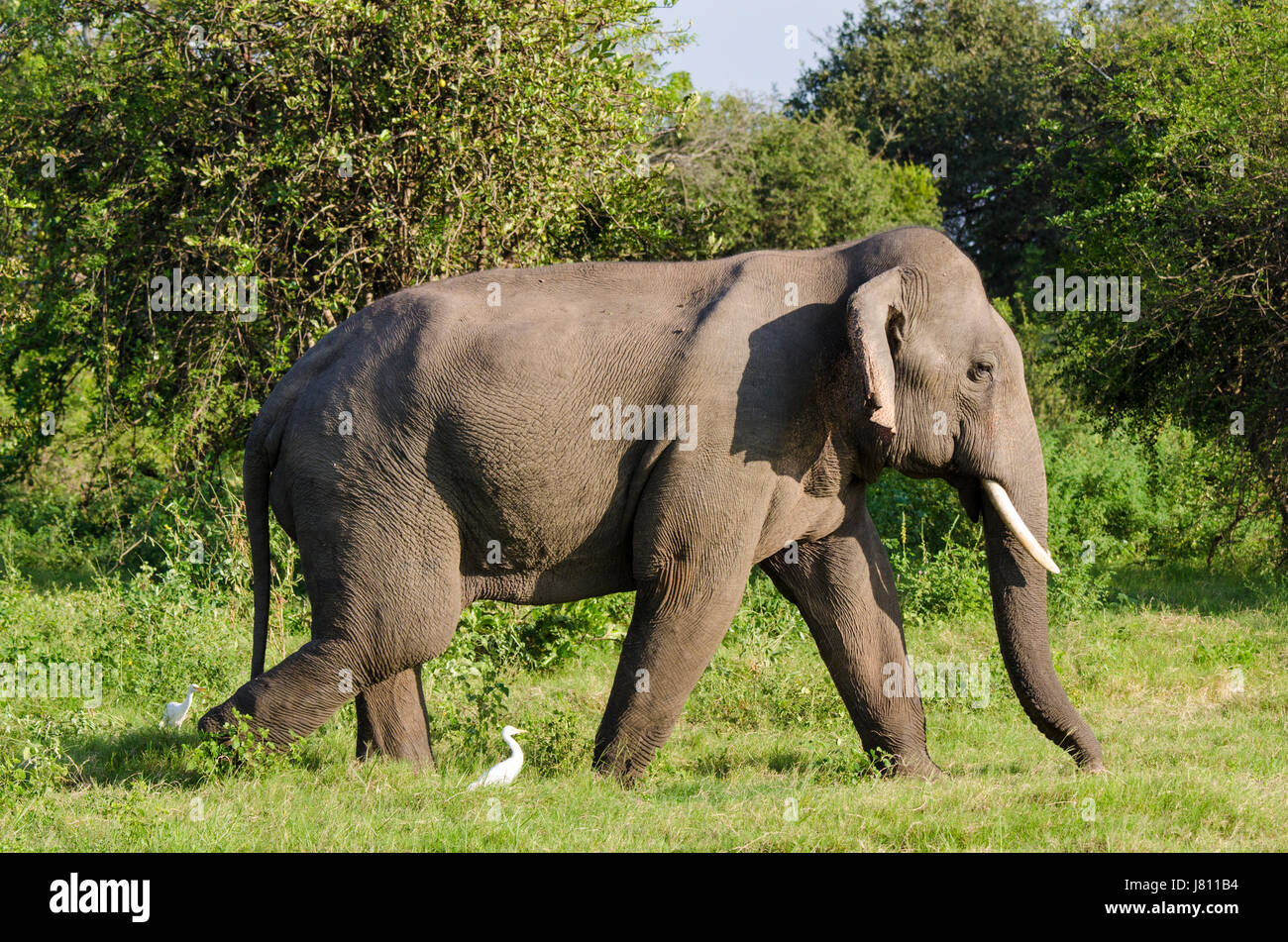 Sri Lankan male elephant (Elephas maximus maximus) roaming along side ...