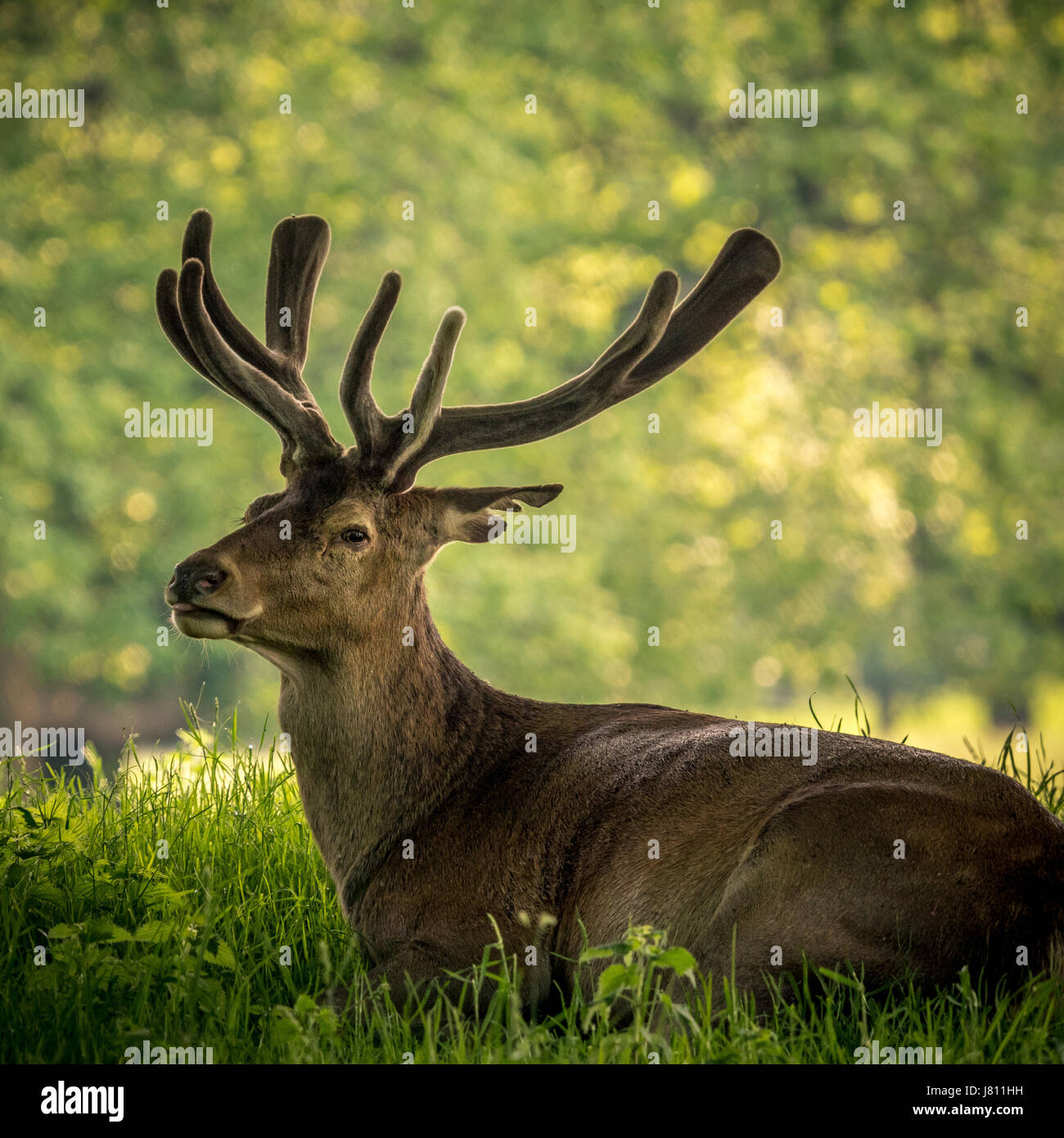 Red deer antlers back view hi-res stock photography and images - Alamy