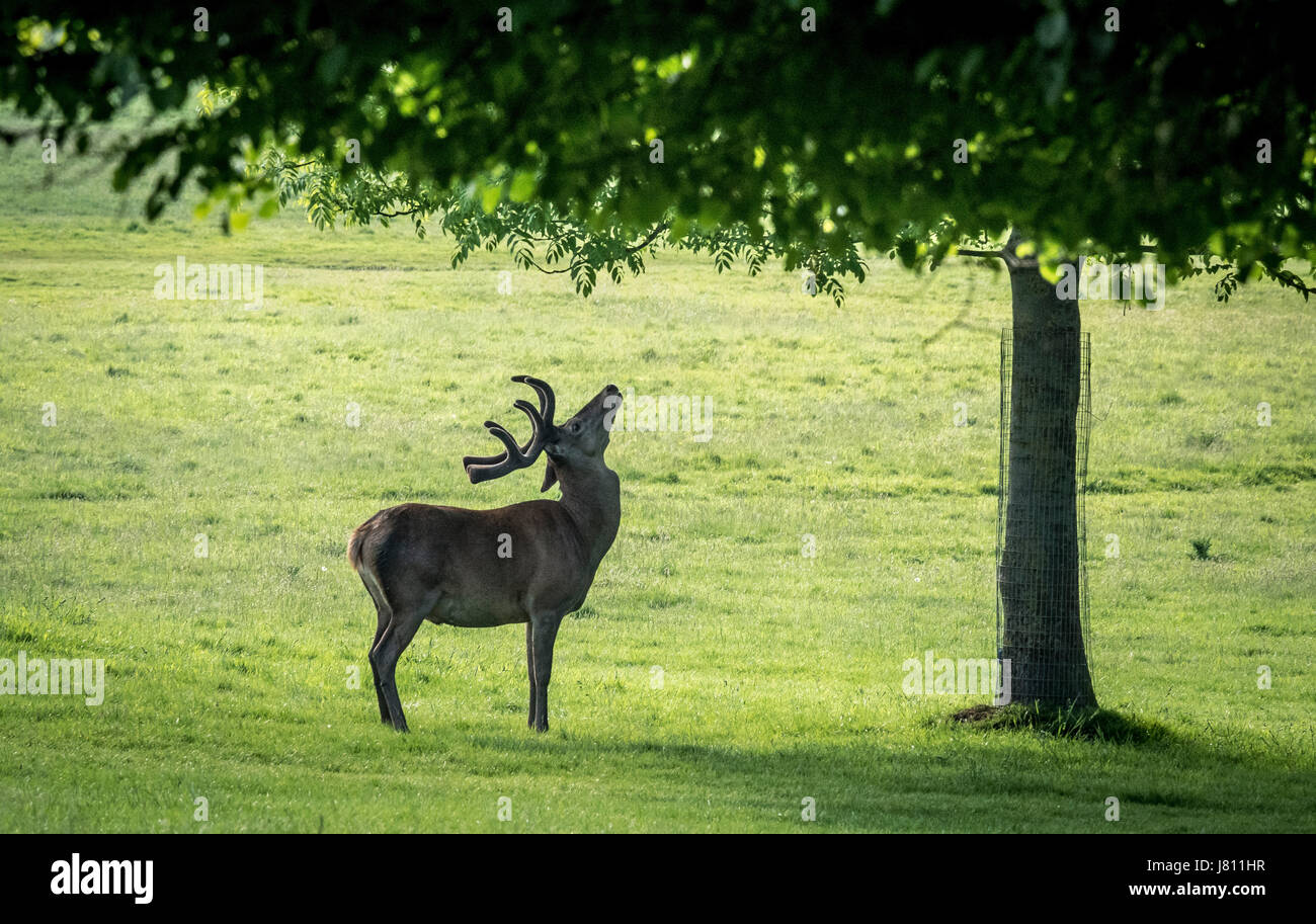 Deer side view hi-res stock photography and images - Alamy