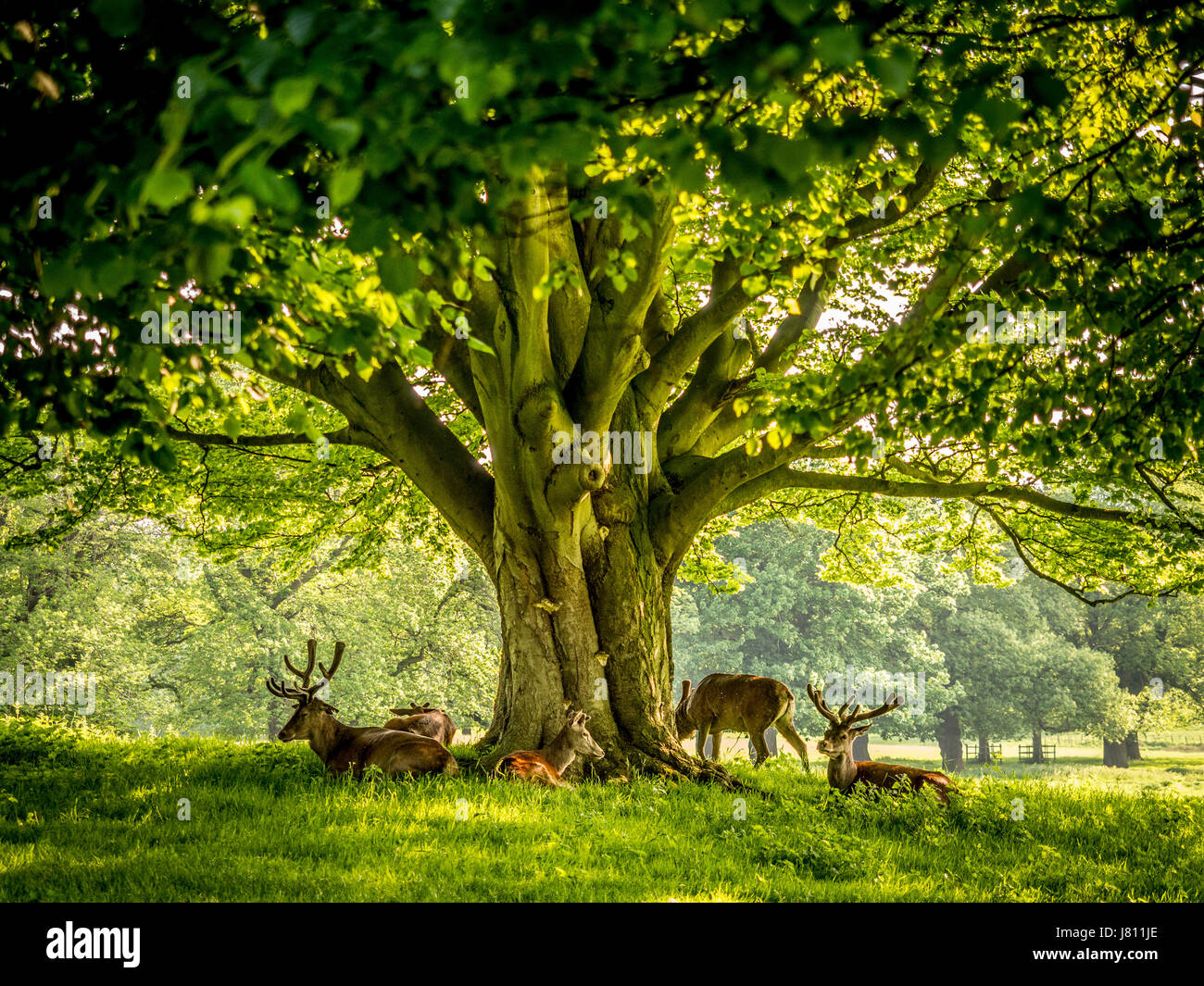 Nottingham wildlife hi-res stock photography and images - Alamy