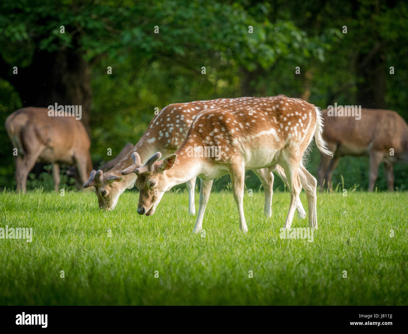 White fallow deer uk hi-res stock photography and images - Alamy