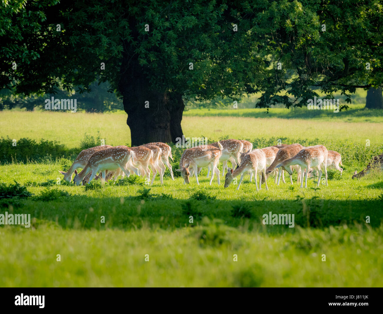 White Fallow Deer Uk High Resolution Stock Photography and Images - Alamy