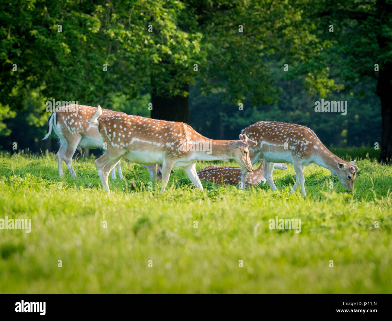 Fallow Deer And Oak Tree High Resolution Stock Photography and Images ...