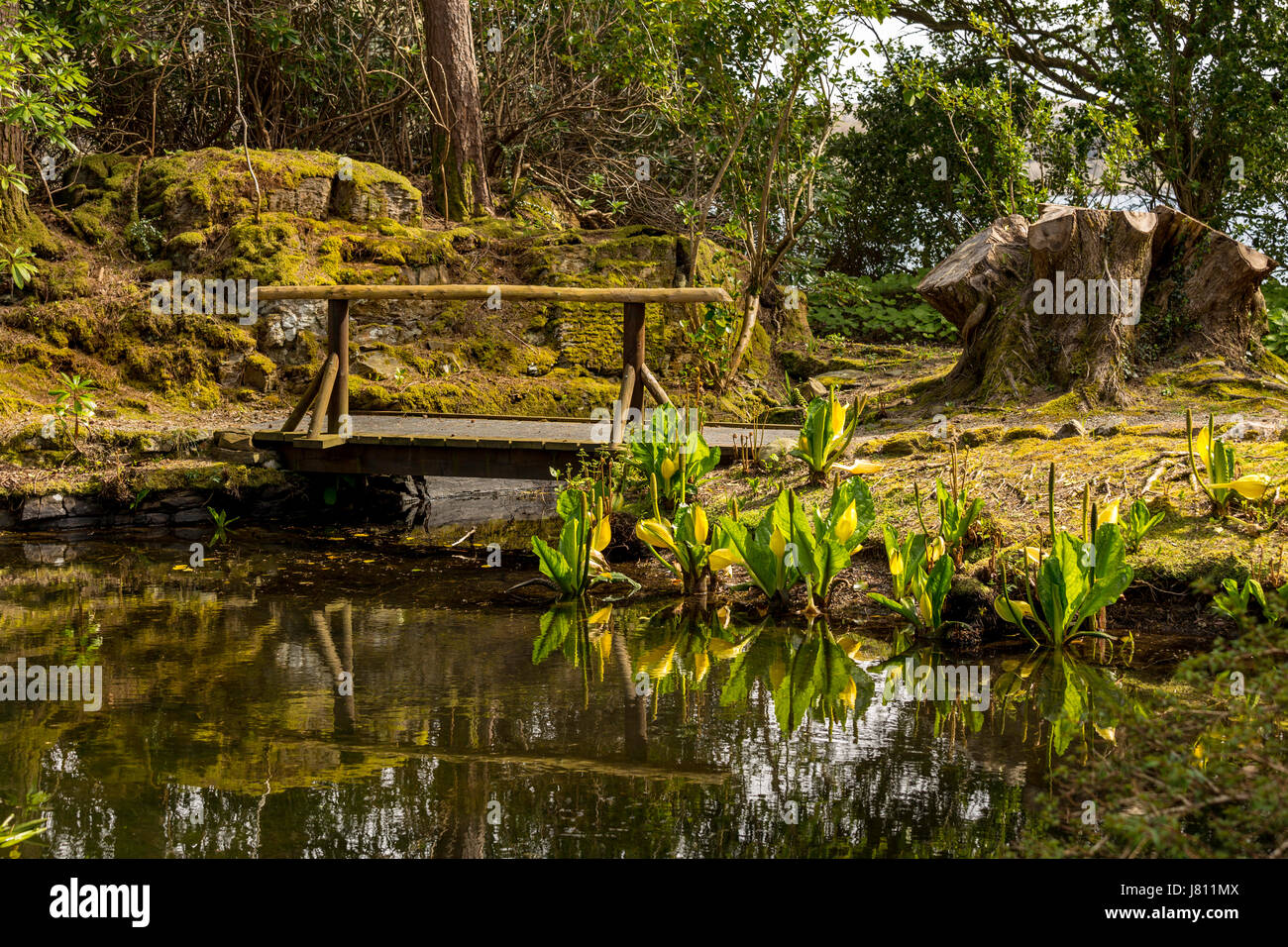 Lysichiton americanus, or yellow skunk cabbage growing at a small pond ...