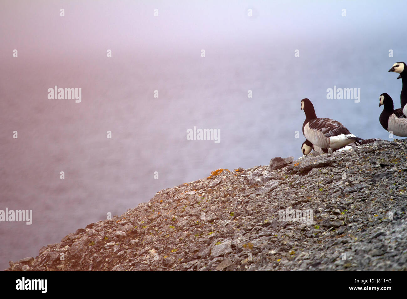 Barnacle goose with Chicks huddled together in tight flock in front of ...