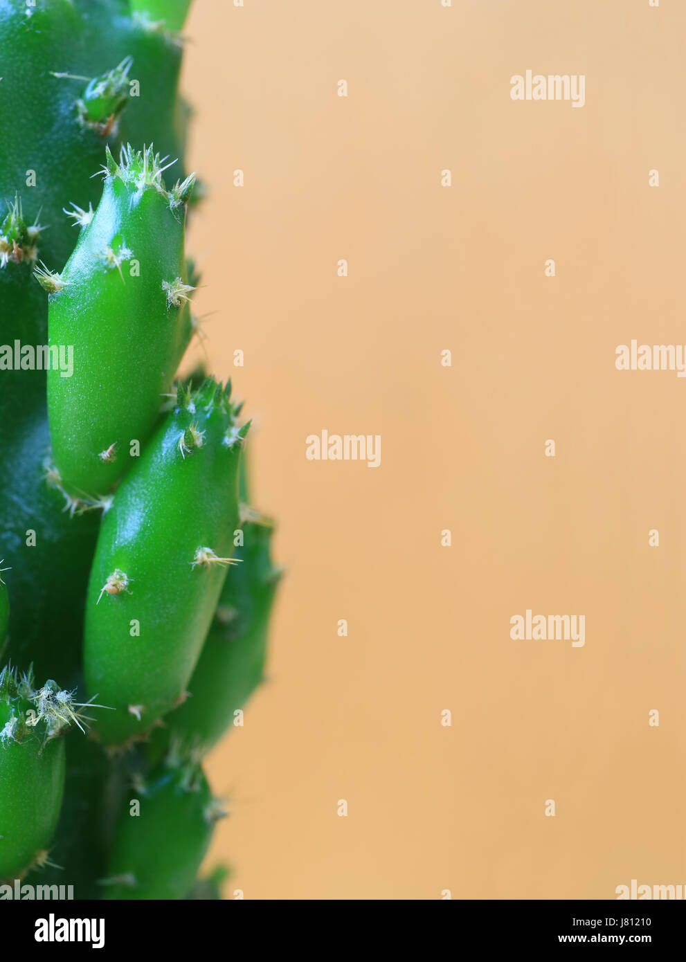 Closed up front view of mini cactus plant on light brown background ...