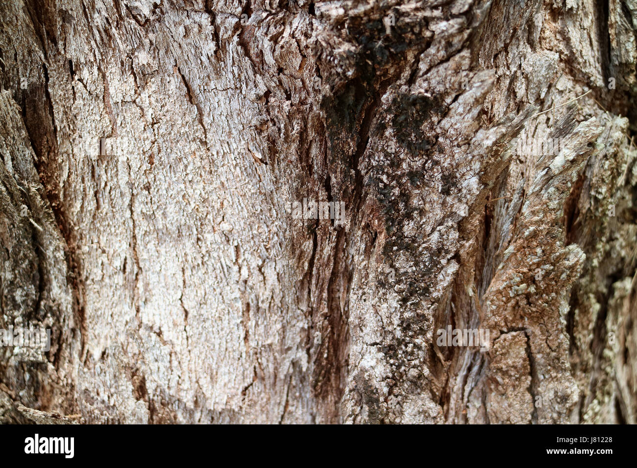 Closed up Texture of Rough Tree Trunk, for Background and Pattern, with ...