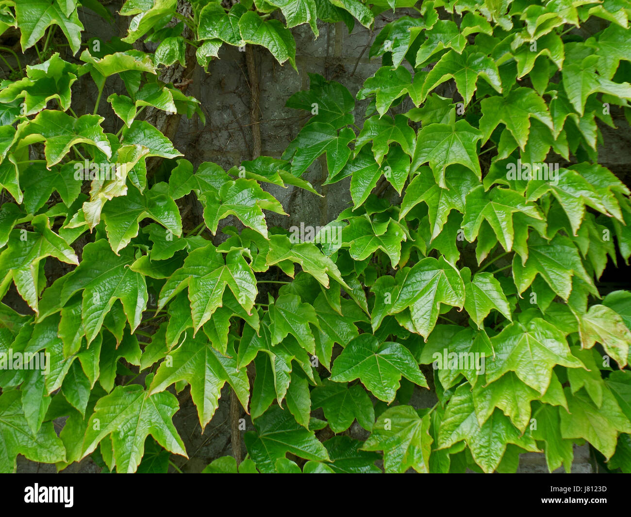 The Wall of La Citadelle de Dinant Covered with Vibrant Green Ivy ...