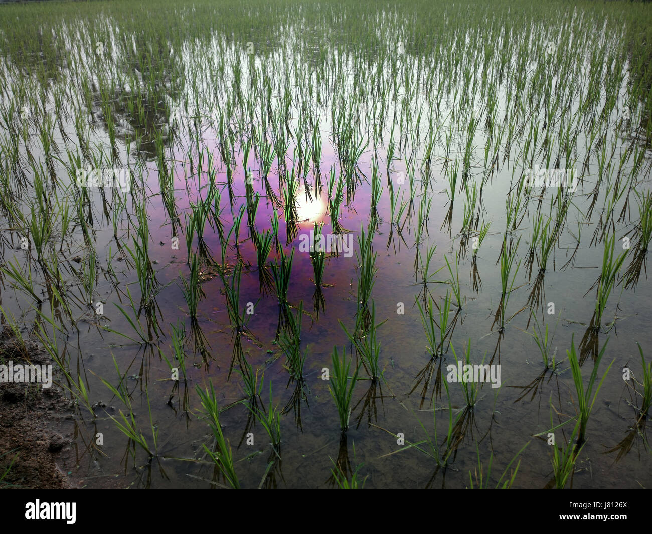 rice fields at sunset evening light. agriculture, Southeast Asia Stock ...