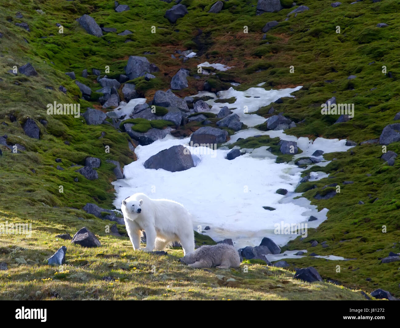 Family of polar bears on Northbrook island. Cub very dirty, as roll ...