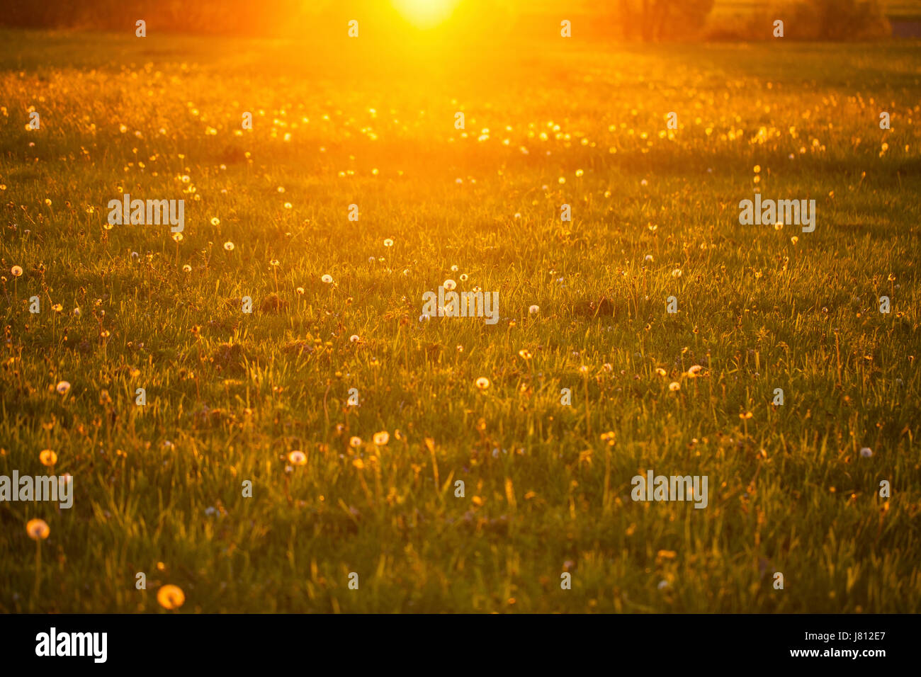 Meadow with sunset hi-res stock photography and images - Alamy