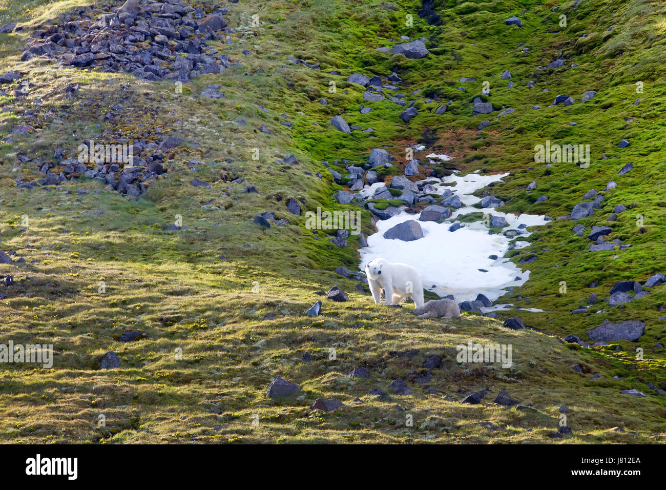 Family of polar bears on Northbrook island (Franz-Josef Land). Cub very ...